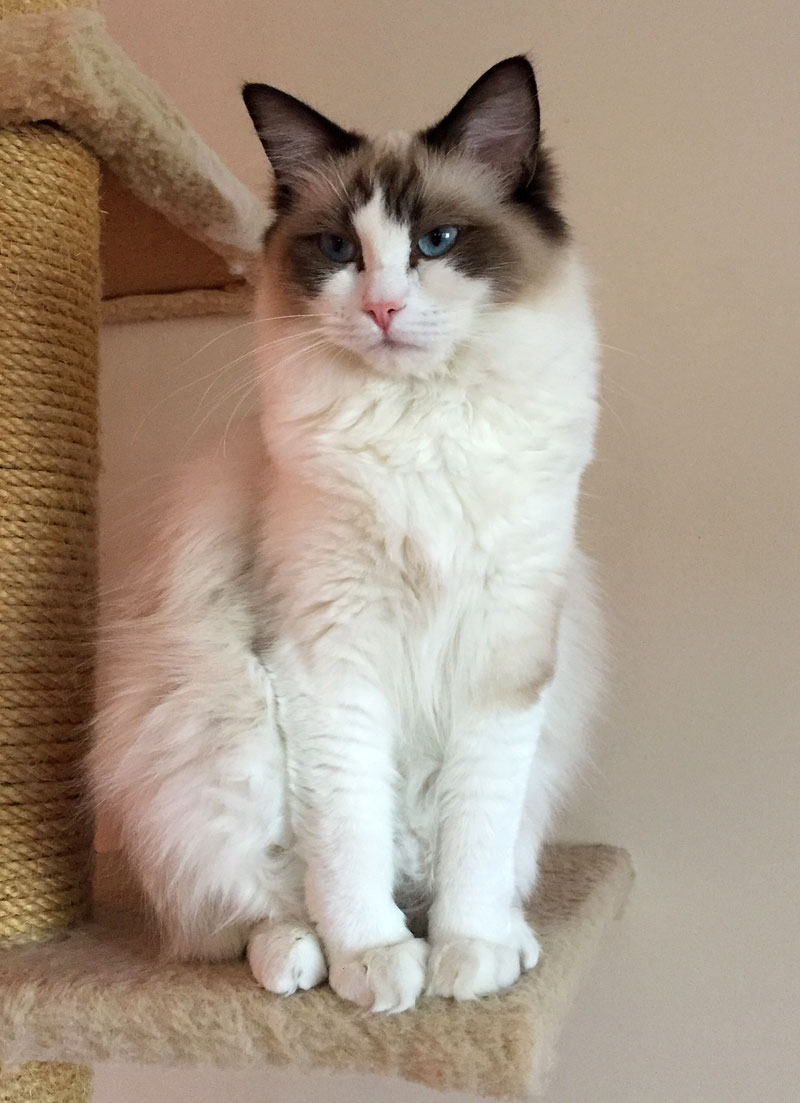 Females - Ragdolls Cattery Faelis